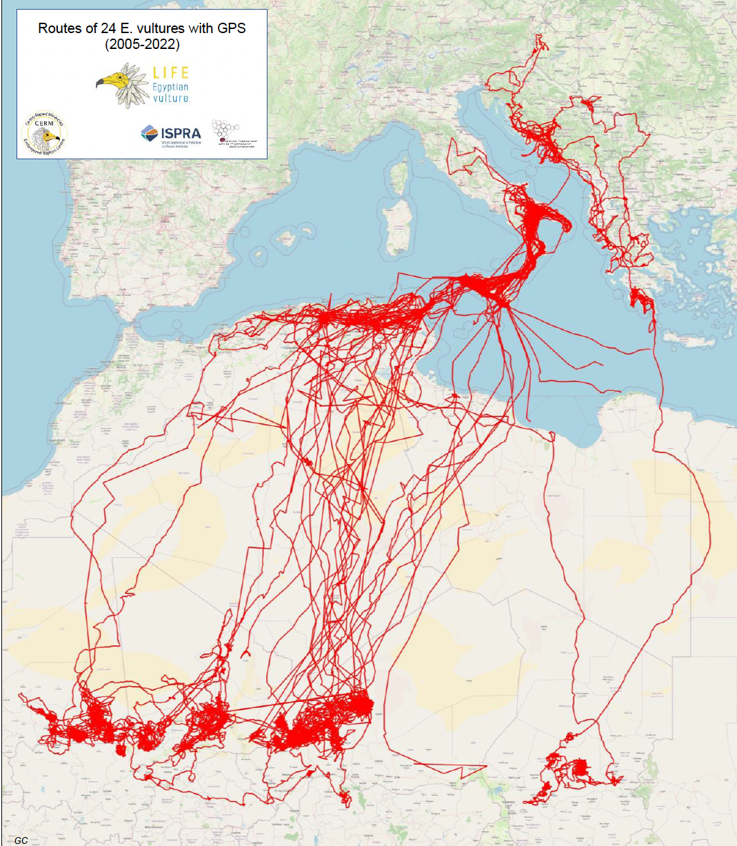 Egyptian Vulture: technical guidelines for captive-breeding and release ...