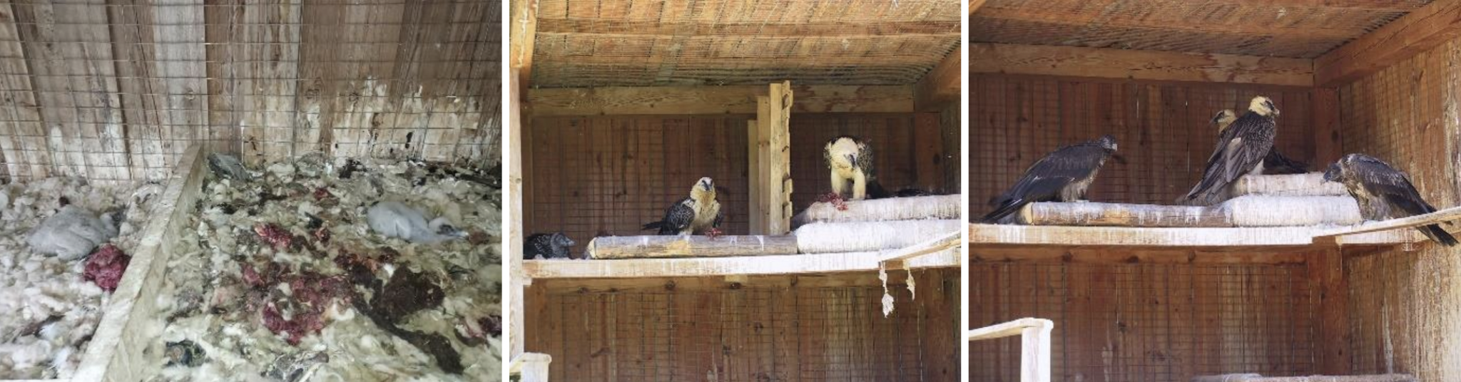 Technical guidelines for maximizing Bearded Vulture captive-breeding ...