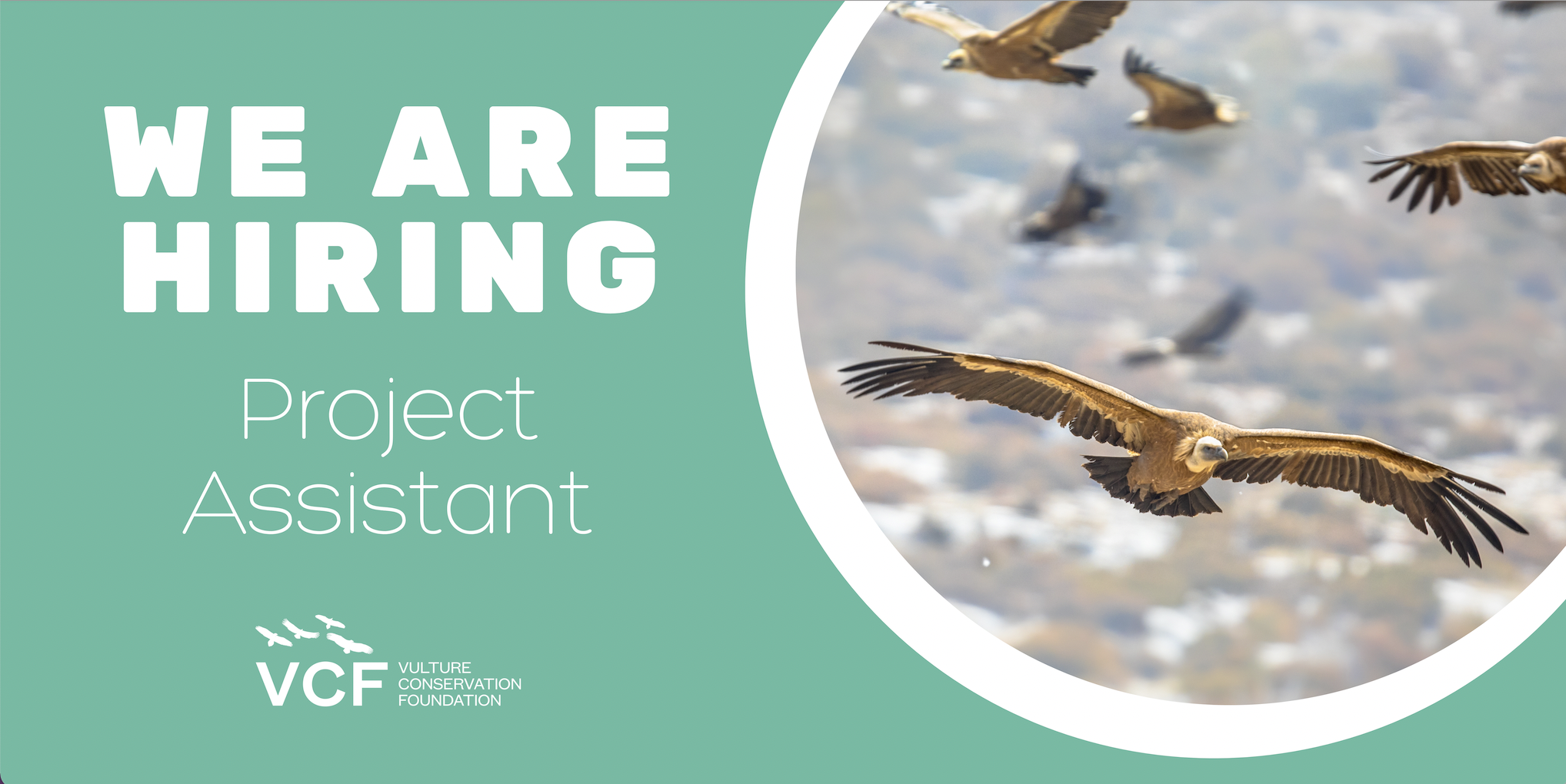 We are hiring a Project Assistant - Vulture Conservation Foundation