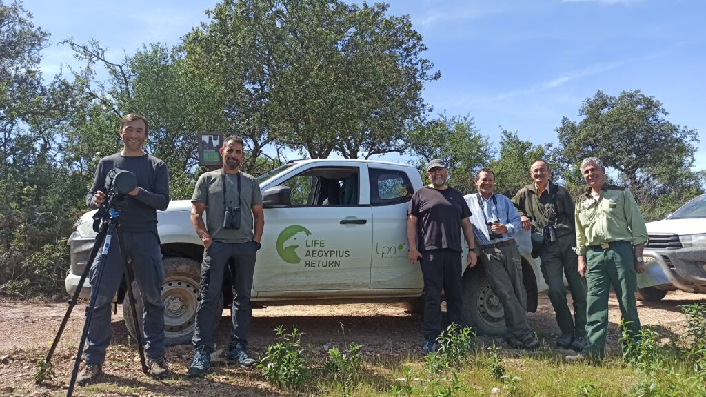 Transboundary cooperation to protect the Cinereous Vulture breeding ...