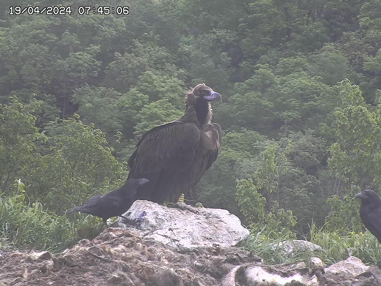 Tewes the Cinereous Vulture globe-trotter - Vulture Conservation Foundation