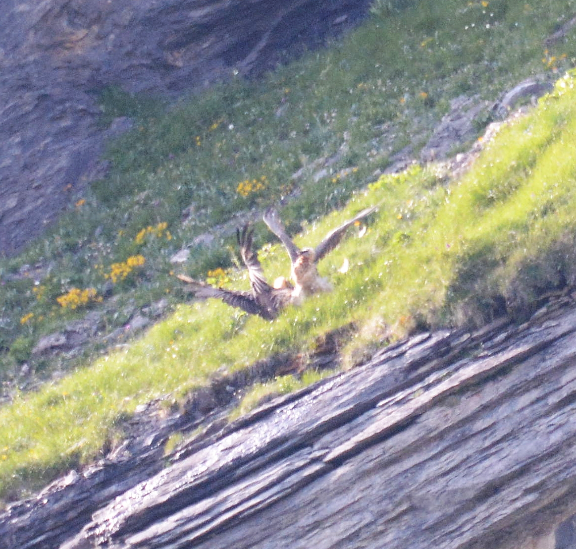 No longer missing: Bearded Vulture Flysch-Vigo identified again four ...