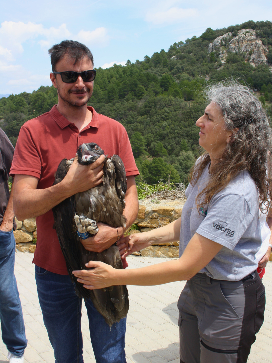 Three female Bearded Vultures released in Maestrazgo, Spain - Vulture ...