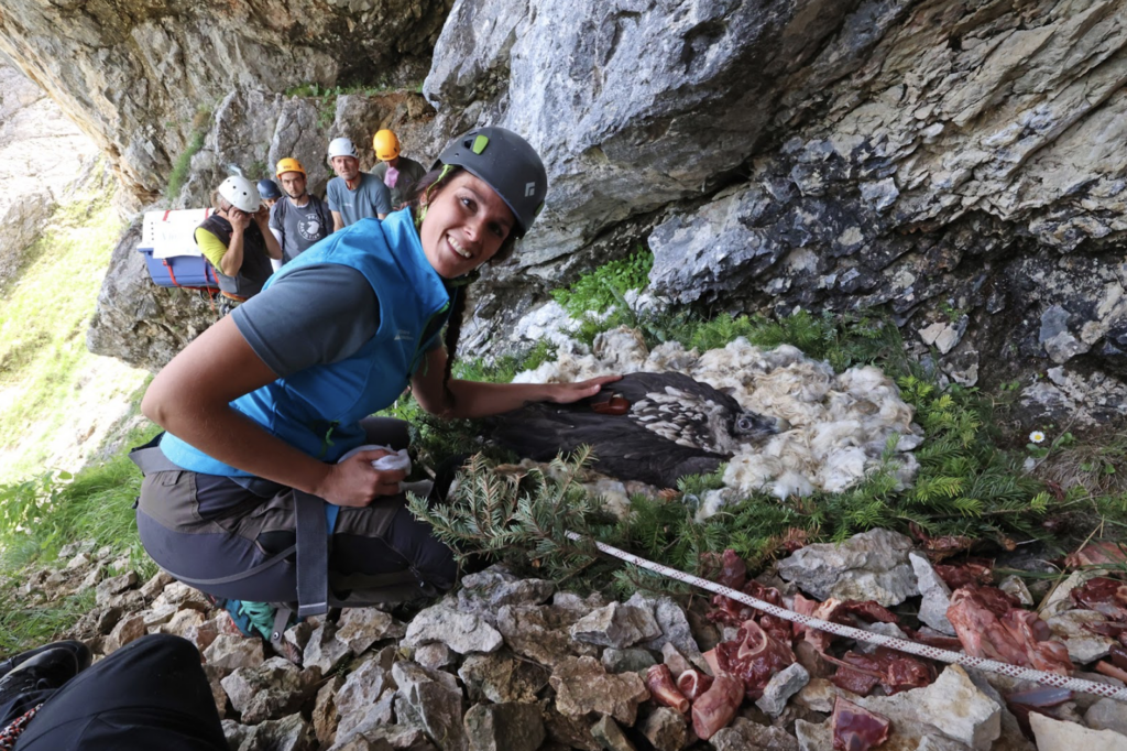 Bearded Vultures released in the Bavarian Alps for the fourth year in a ...
