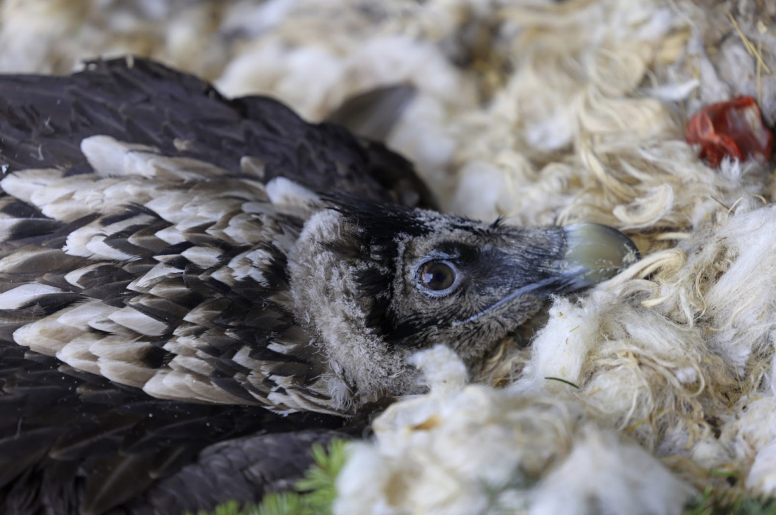 Bearded Vultures released in the Bavarian Alps for the fourth year in a ...
