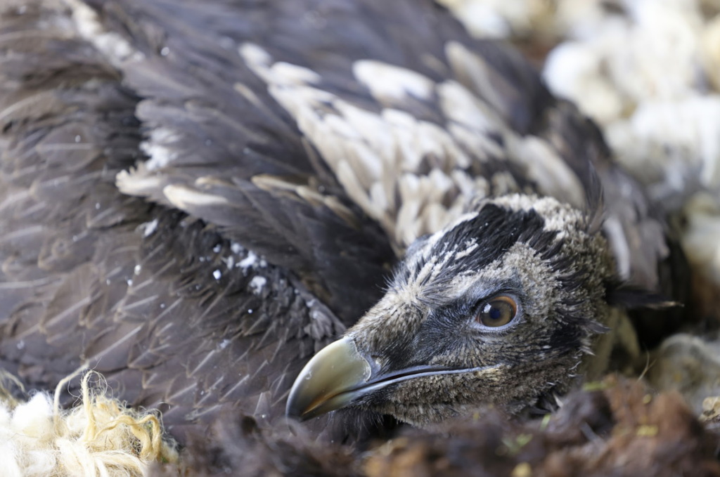 Bearded Vultures released in the Bavarian Alps for the fourth year in a ...