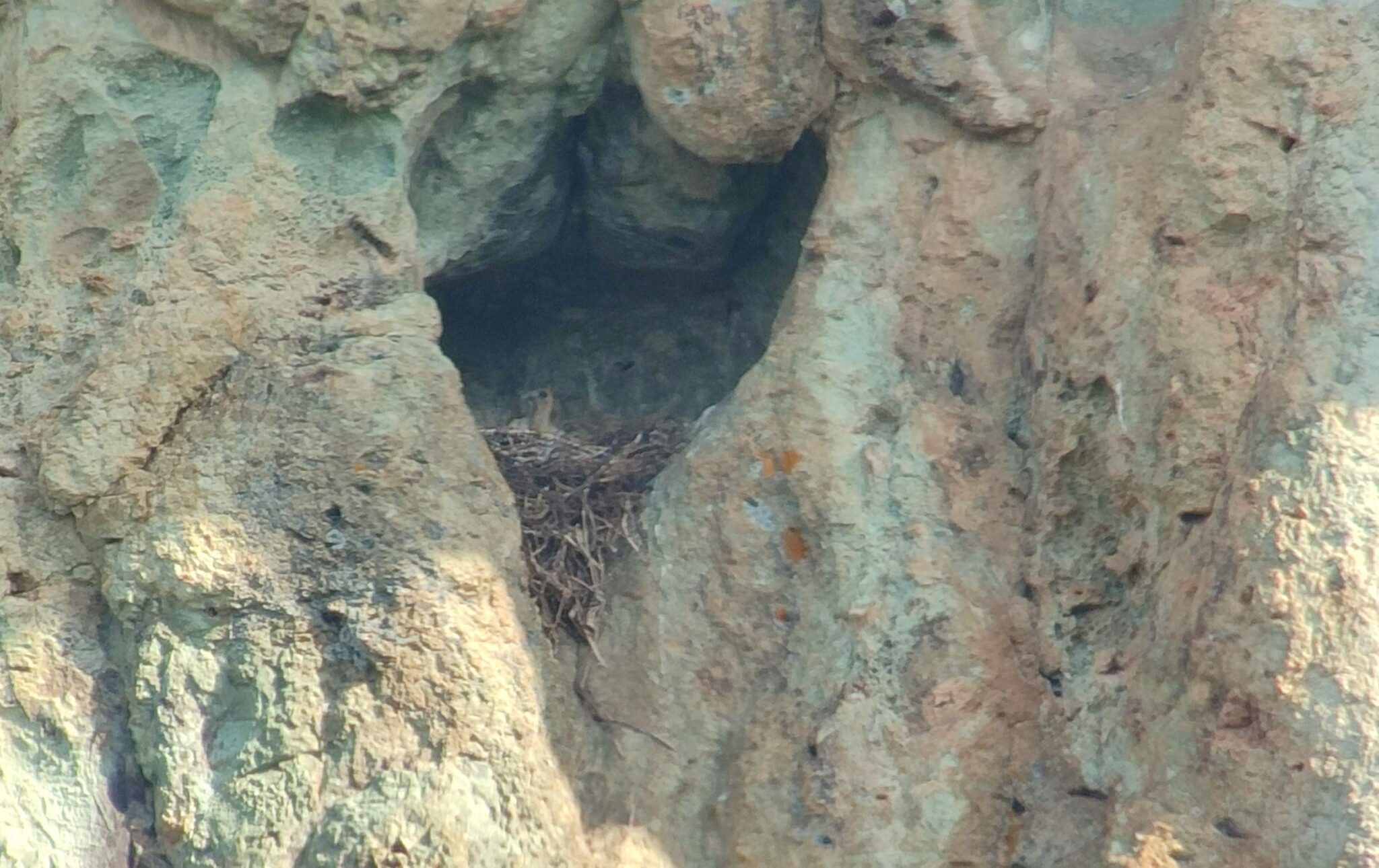Egyptian Vulture milestone in Bulgaria! A captive-bred female breeds ...