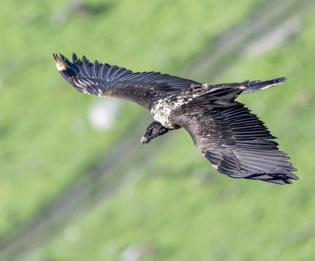 Three young Bearded Vultures Gaia, Paradiso, and Aurora are thriving in ...