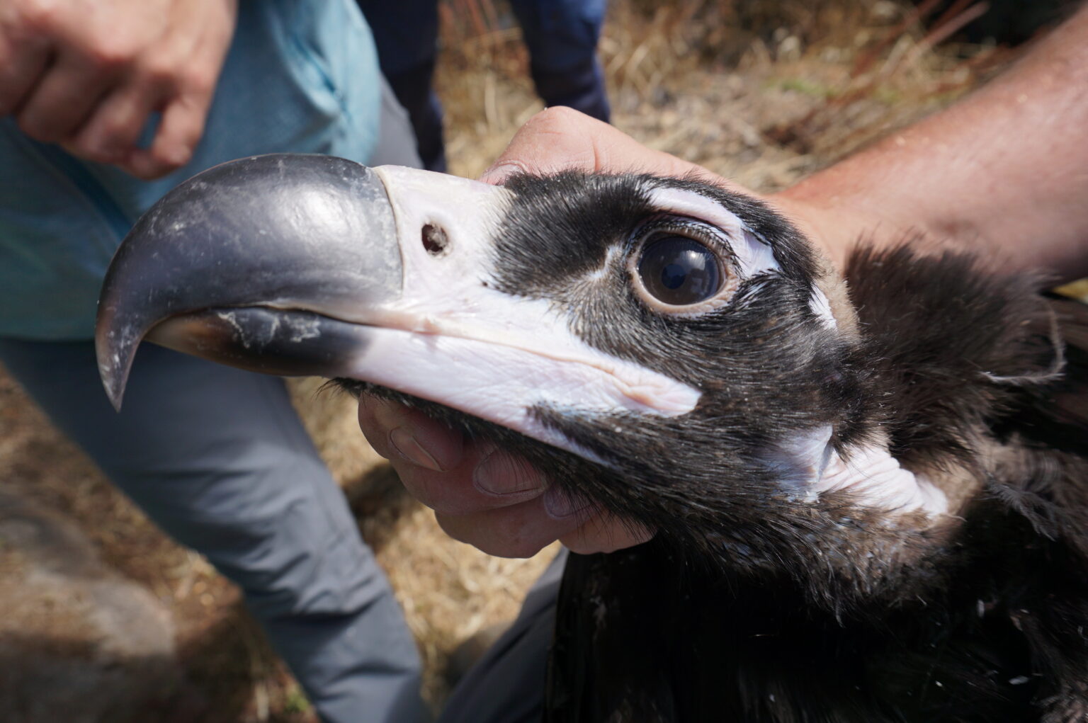 Three new Cinereous Vulture chicks tagged in Douro International, the ...
