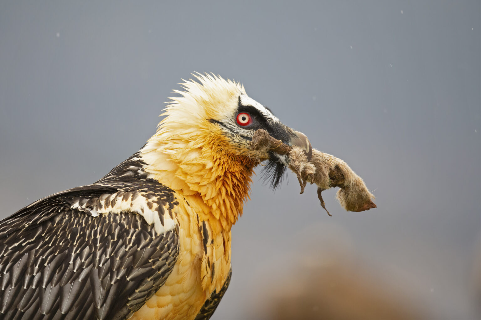 How can bird mortality be reduced along the electricity grid? - Vulture ...