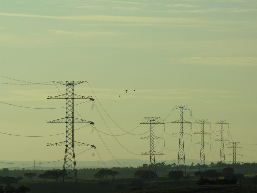 How can bird mortality be reduced along the electricity grid? - Vulture ...