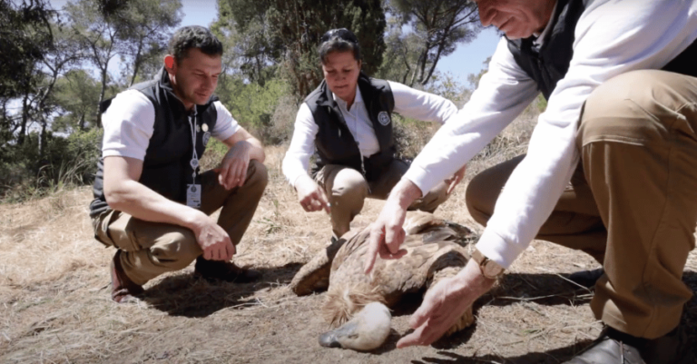 A world of threats and how to mitigate them - Vulture Conservation ...