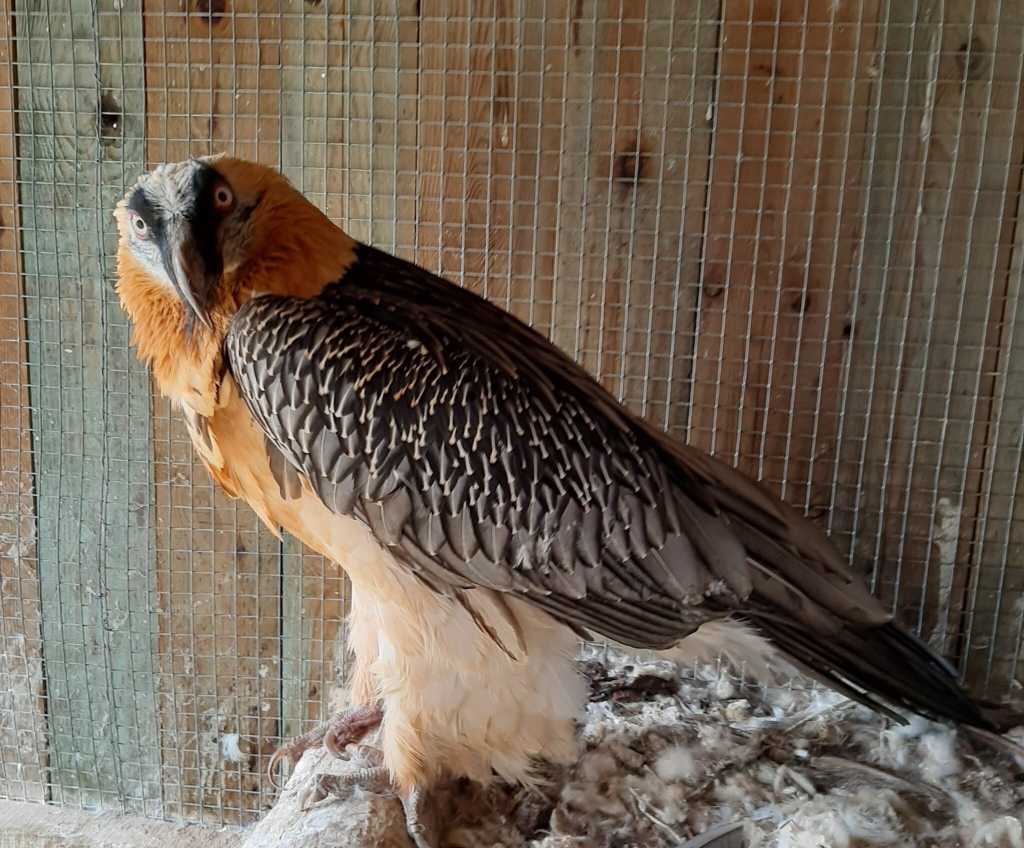 Home - Vulture Conservation Foundation