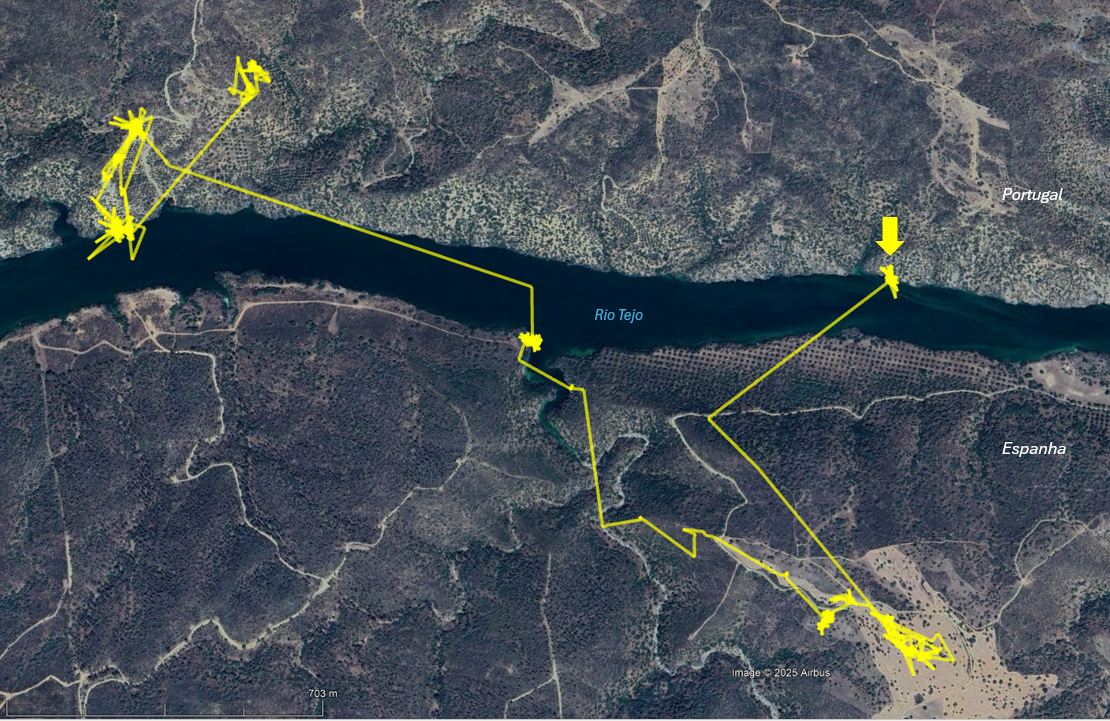 Meet Natator: the Cinereous Vulture who swam for his life between ...