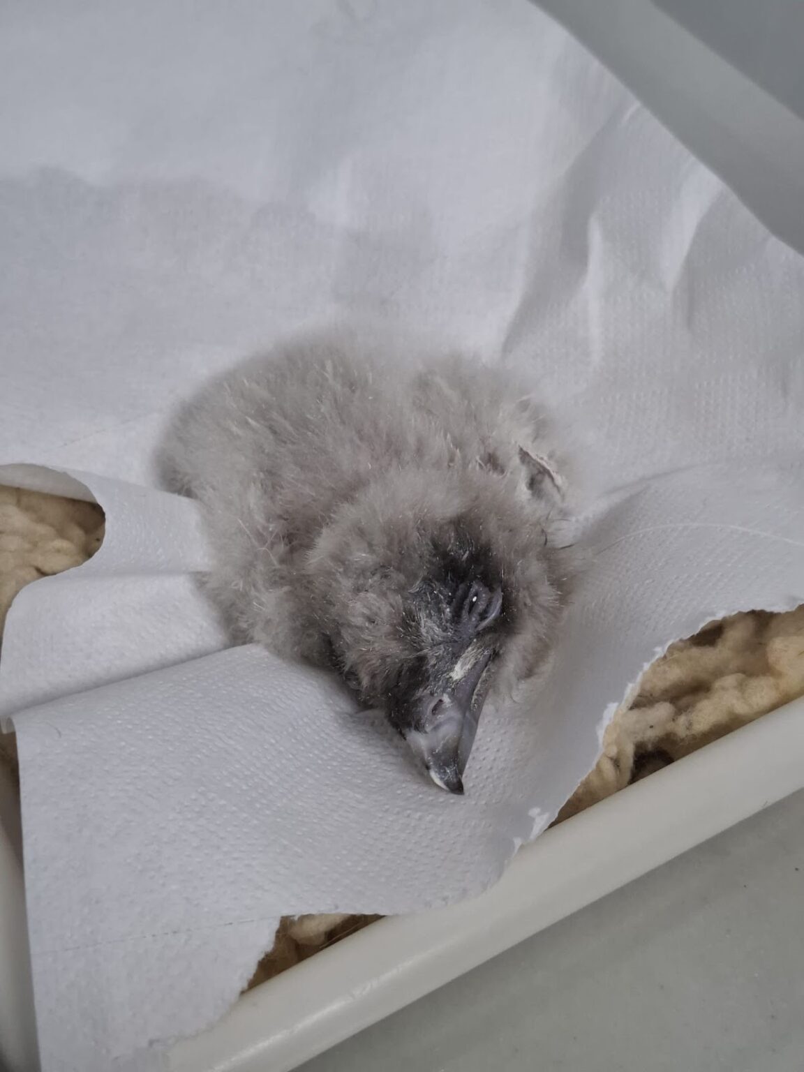 Meet the new Bearded Vulture chicks from Guadalentín captive-breeding ...