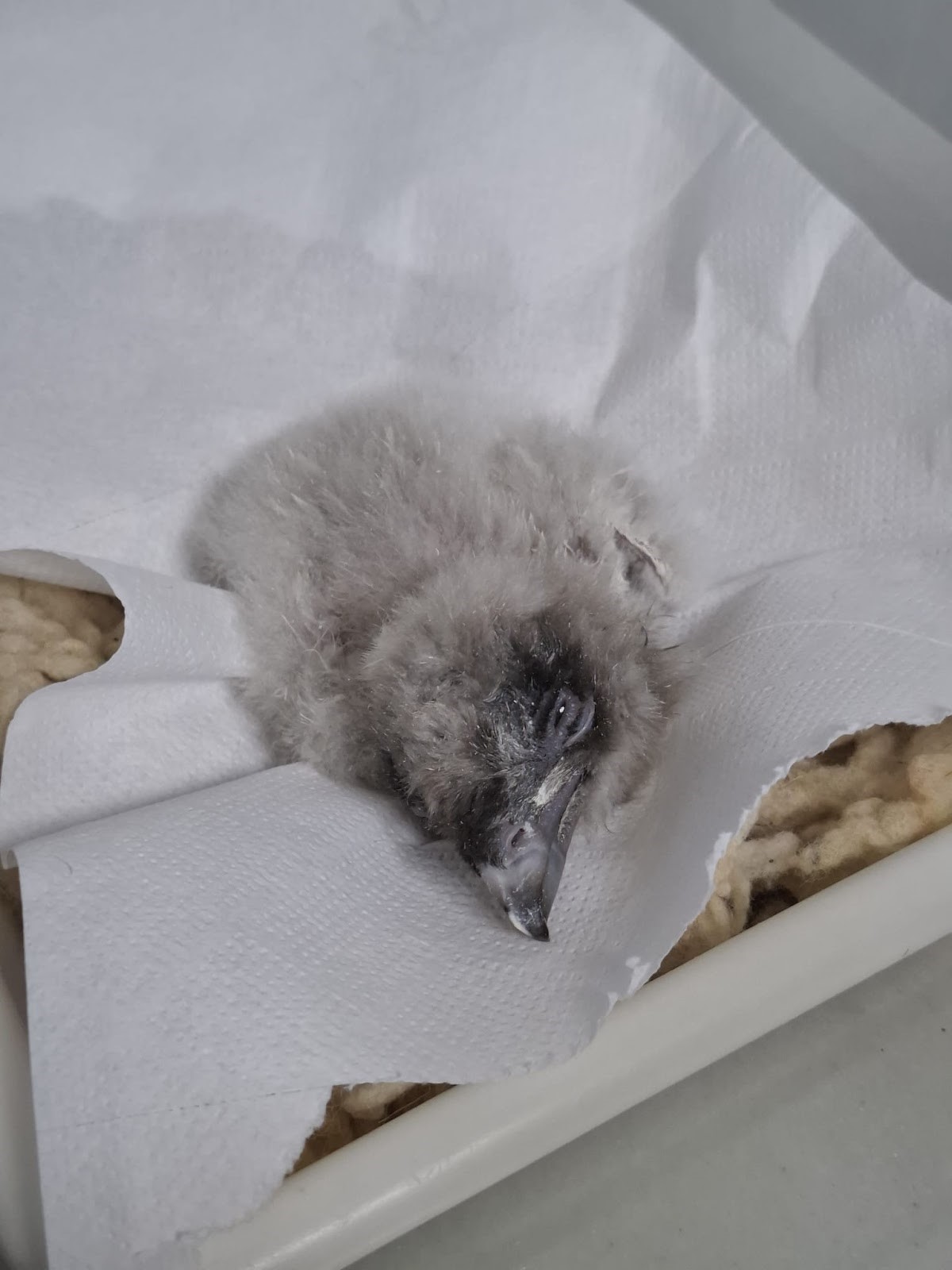 Meet the new Bearded Vulture chicks from Guadalentín captive-breeding ...