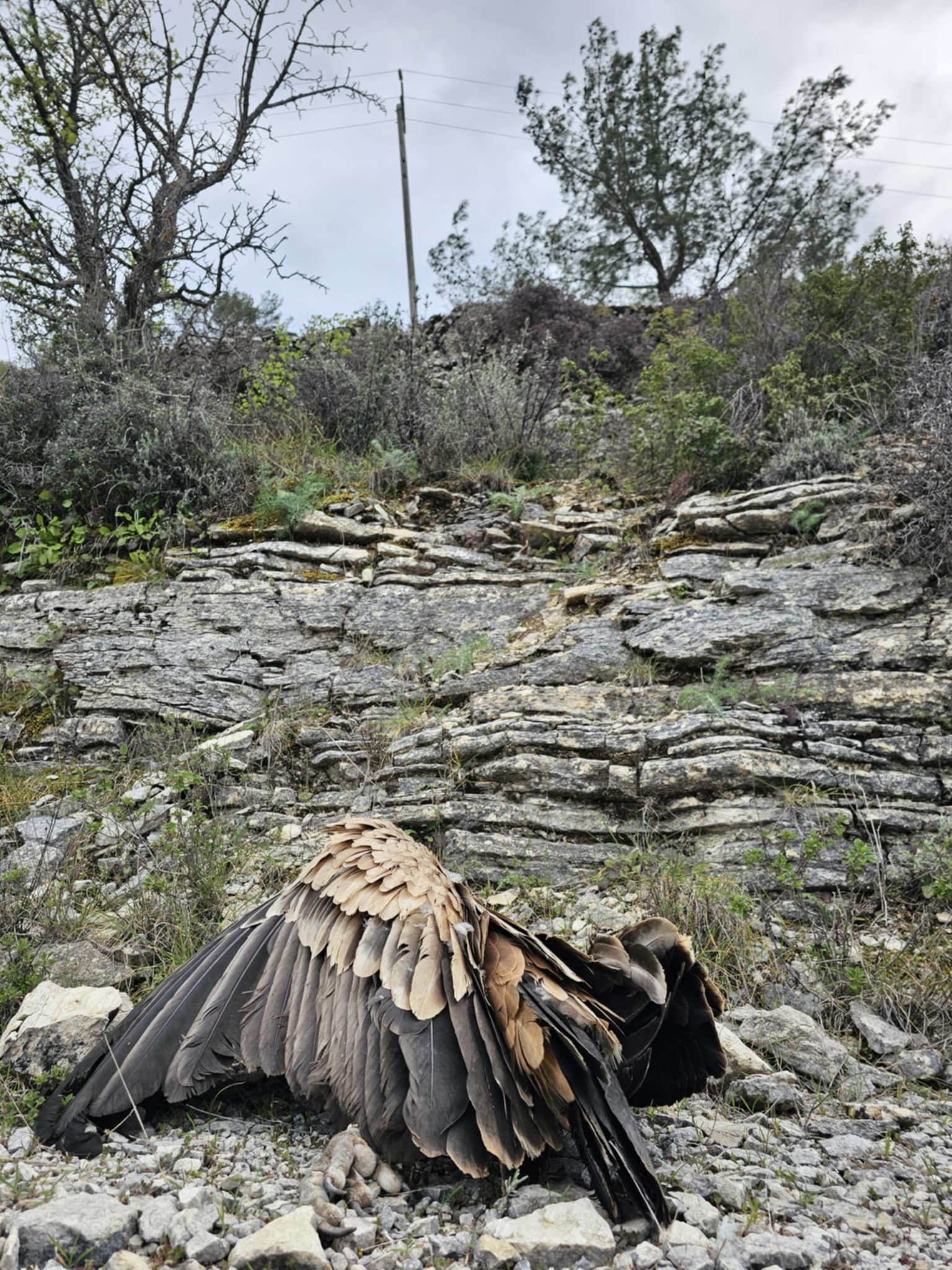 Three recent Griffon Vulture deaths, one urgent message: Threats must ...