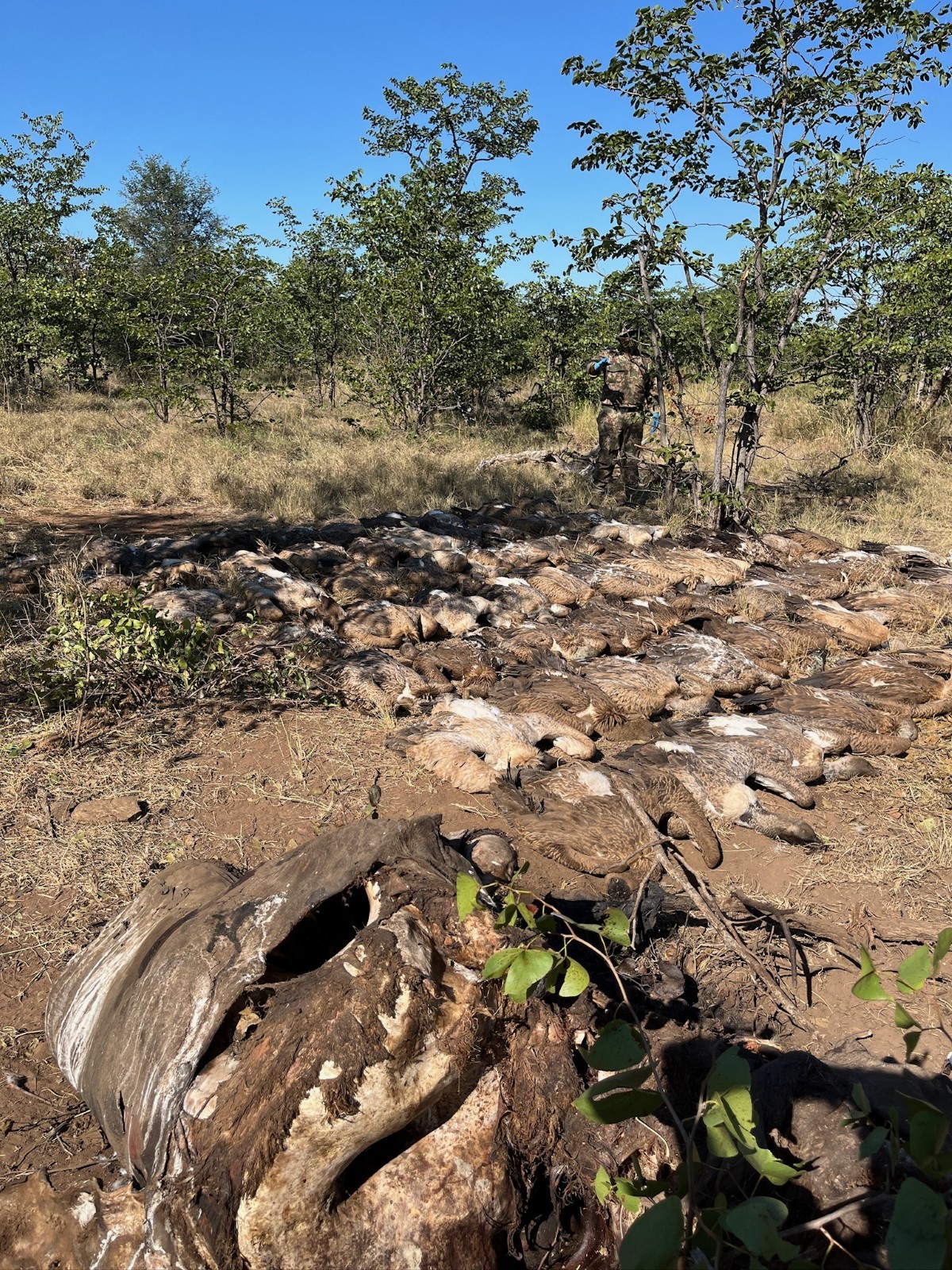 A devastating mass vulture poisoning in Kruger National Park - Vulture ...