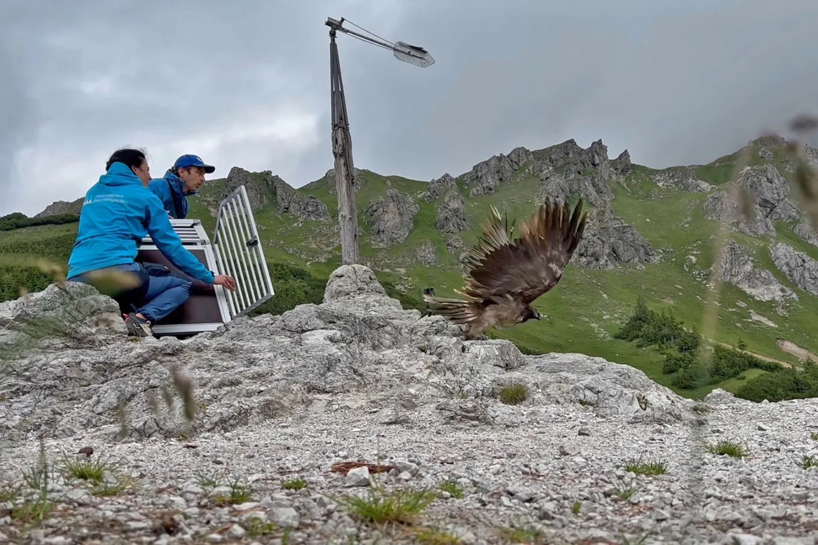 Bearded Vulture “Vinzenz” returns to the German Alps after being ...