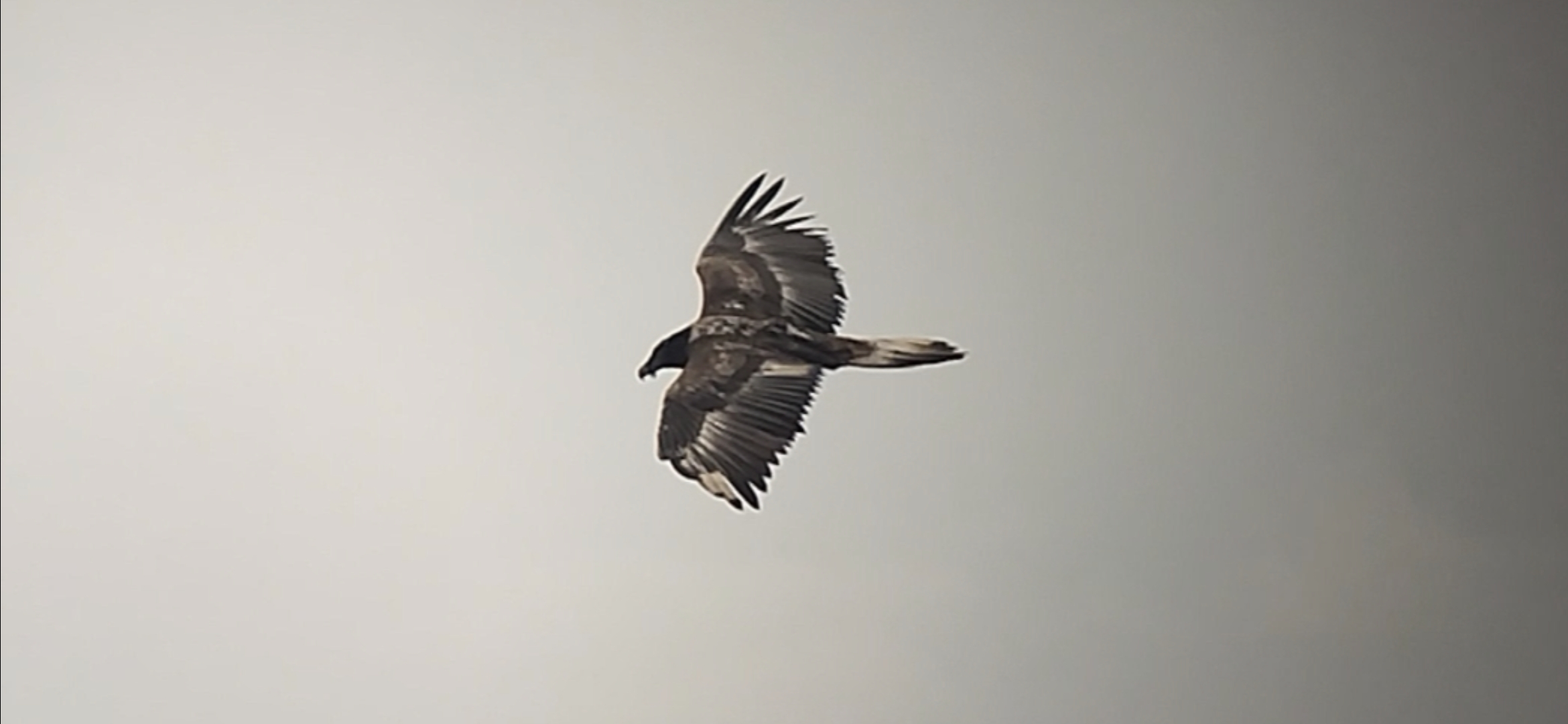 Four Bearded Vulture females released in 2024 are spreading their wings ...