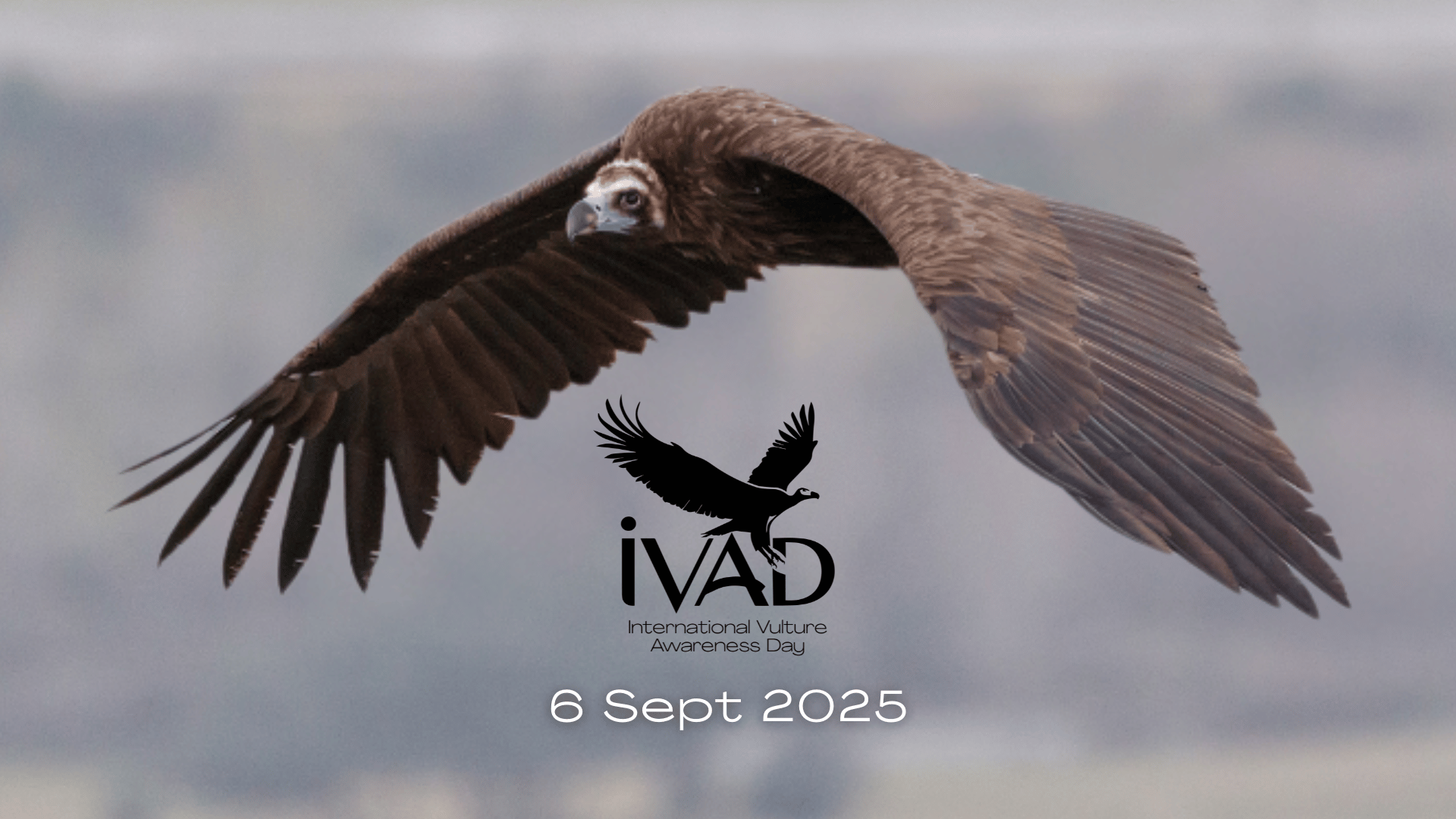International Vulture Awareness Day 2025 - Vulture Conservation Foundation