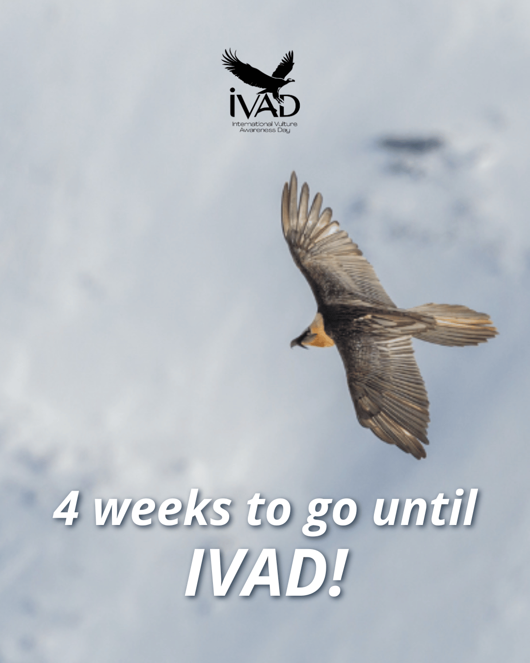 International Vulture Awareness Day 2025 is 4 weeks away - Vulture ...