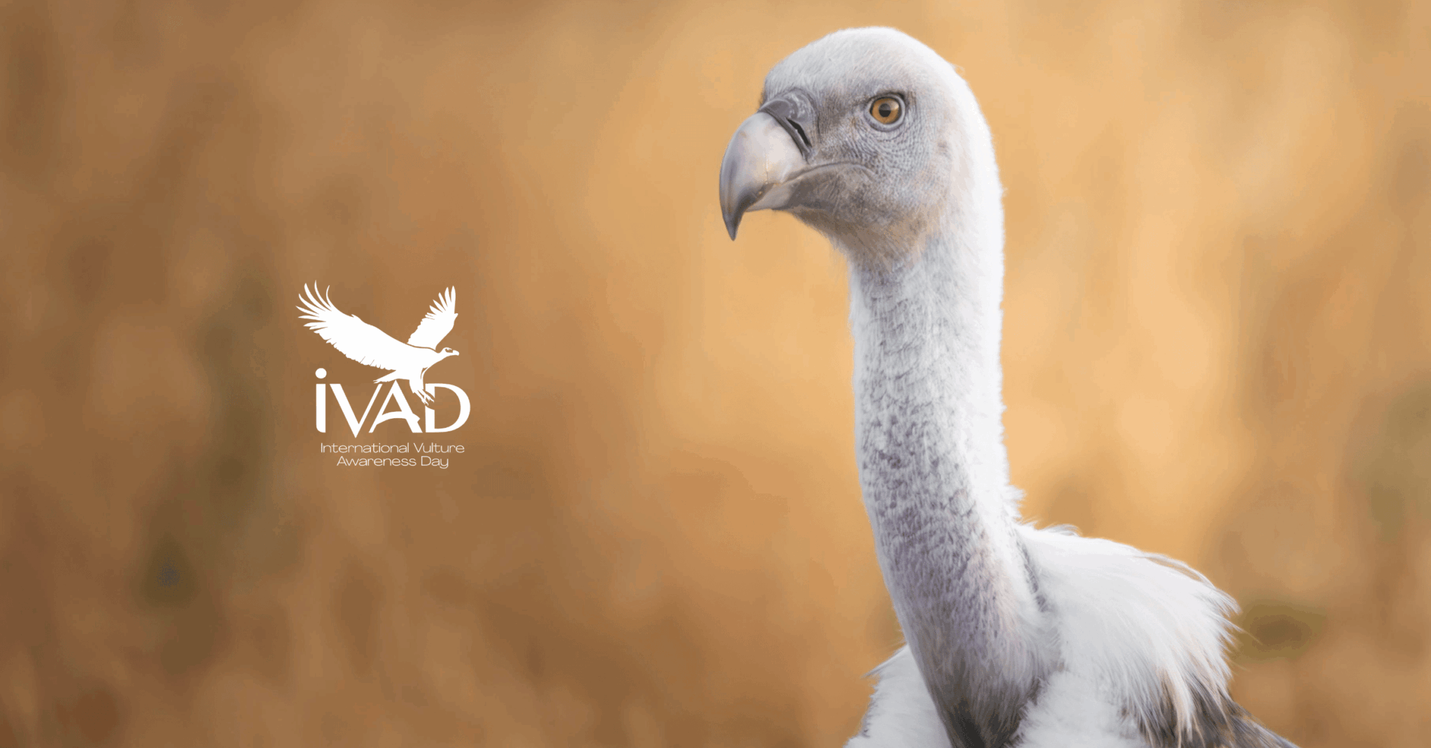 Why International Vulture Awareness Day matters and how you can ...