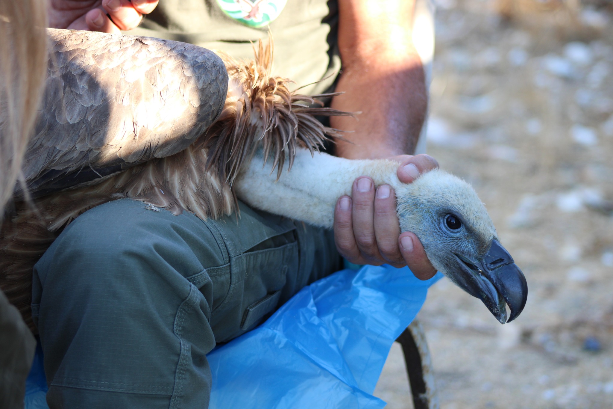 A world of threats and how to mitigate them - Vulture Conservation ...