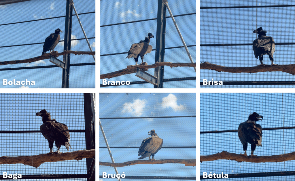 Six Cinereous Vultures (soft) released back to the wild in Douro ...