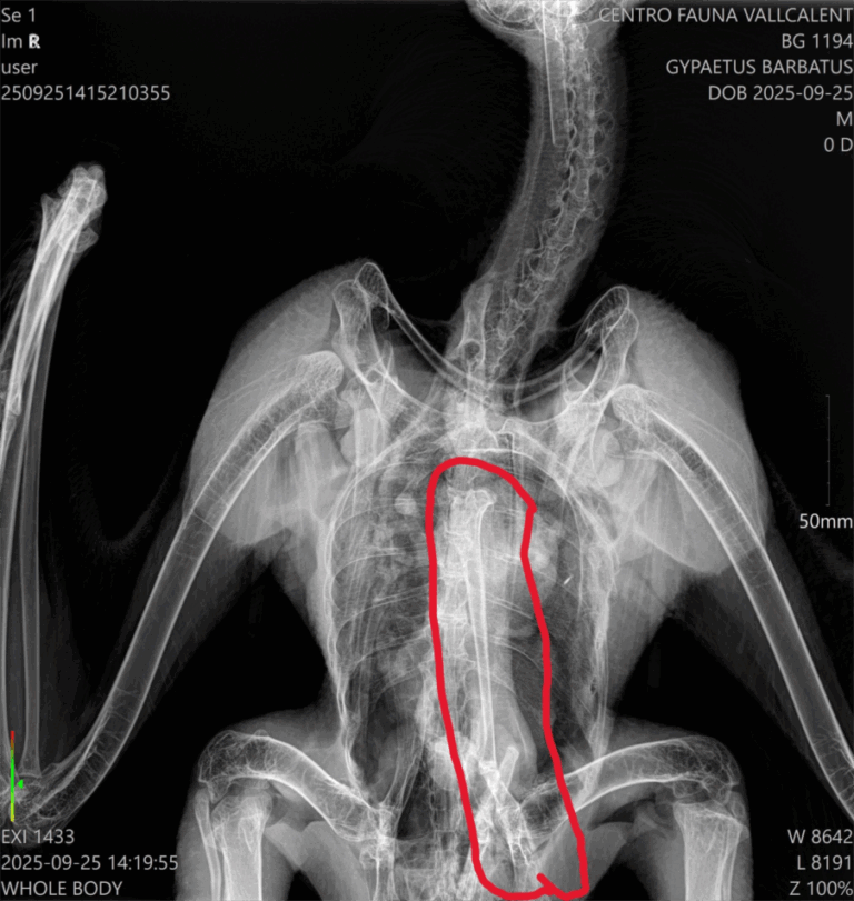 An X-ray reveals how Bearded Vultures can swallow long bones - Vulture ...