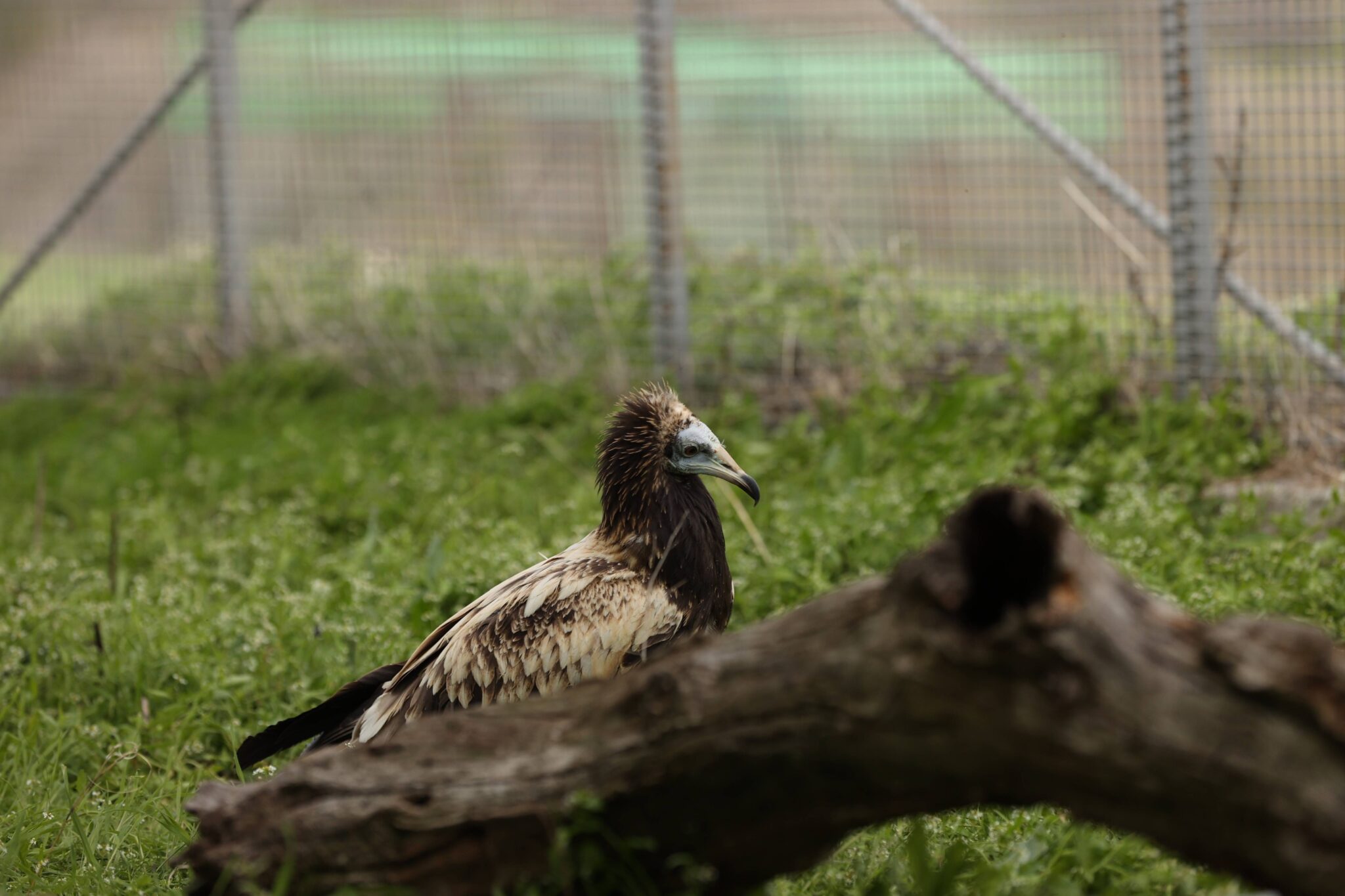Gradual recovery continues for Egyptian Vultures in Bulgaria - Vulture ...