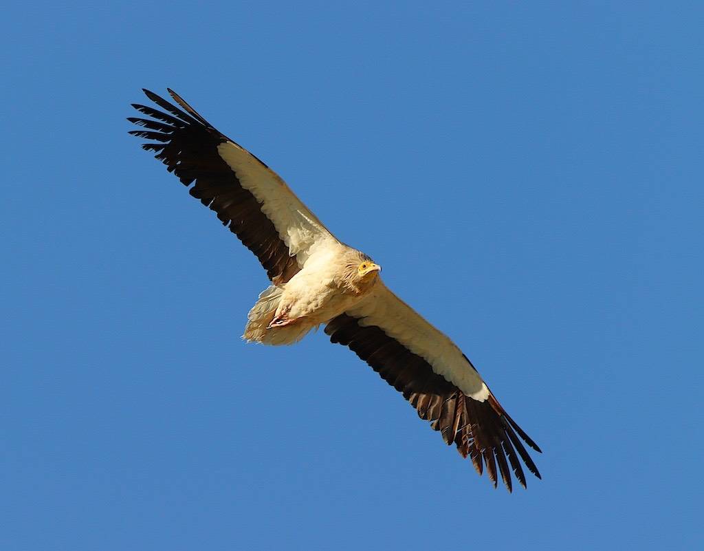 Gradual recovery continues for Egyptian Vultures in Bulgaria - Vulture ...